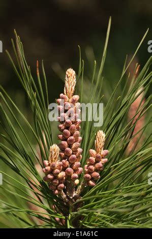 Pine Cones Mature And New Developing Cone On Monterey Pine Tree Branch