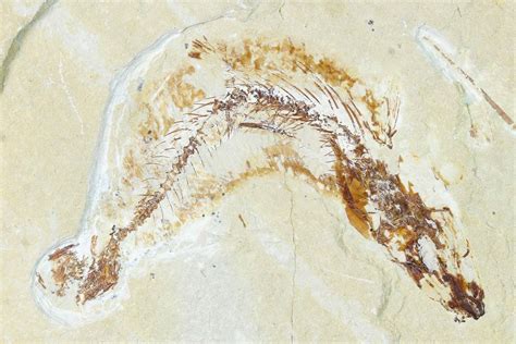 22 Cretaceous Fossil Lobster Linuparus And Fish Lebanon 124004