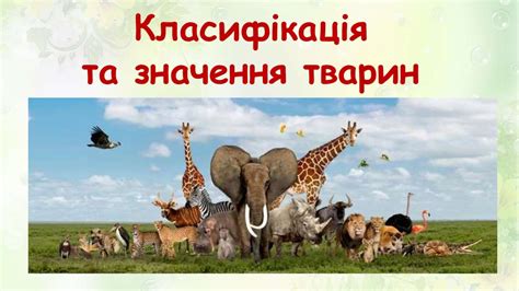 Класифікація та значення тварин 7 клас презентация онлайн