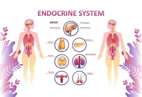 Endocrine Disorders Sars Cov 2 Vaccine Related Endocrine Disorders An