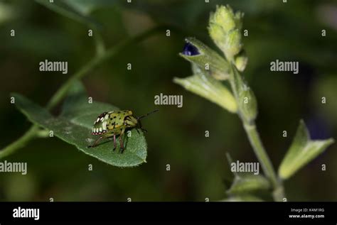 Juvenile Green Shield Bug With A Red Edged Body And White Spots On A