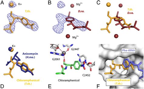 Bacterial Ribosome Structure