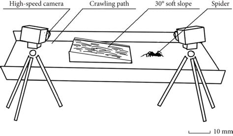 Experimental Sample And Diagram Of Experimental System Download Scientific Diagram