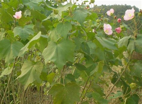 木芙蓉叶子 木芙蓉叶 木芙蓉 大山谷图库