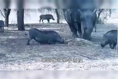 野外放生犀牛，不料犀牛杀了个“回马枪”，疯狂攻击工作人员！犀牛回马枪攻击
