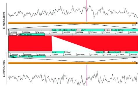 Blast Comparison Of The Genomic Sequences Obtained From The Strains B