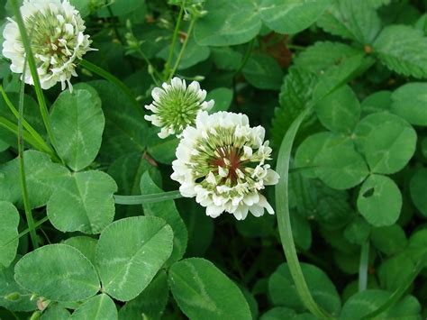 White Herbs The Complete List Flora Fauna Fun