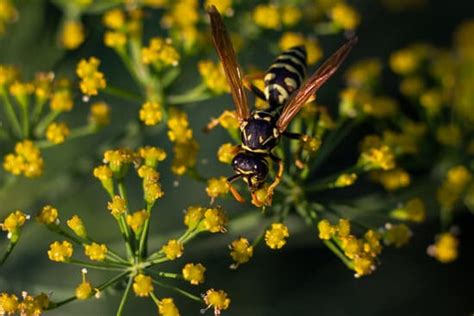 Should You Use Wasp Spray For Self Defense