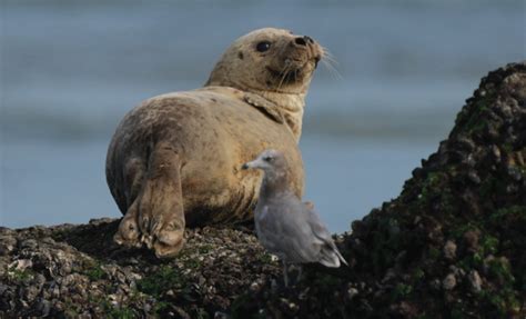 백령도 주민들이 5년간 관찰한 ‘점박이물범