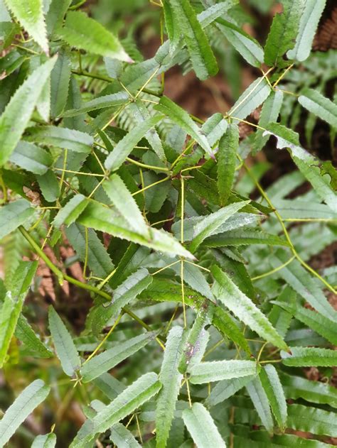 Tātarāmoa Tea — Aroha Ra Rongoā Māori