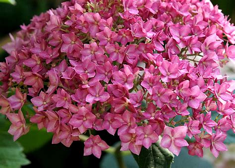Древовидные Hydrangea Arborescens Bella Anna Гортензия древовидная