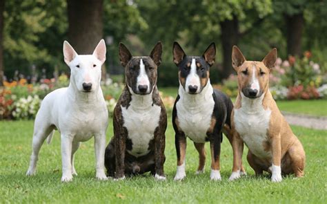 Bull Terrier Coat Colors Bull Terrier World