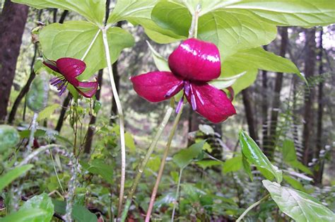 Pink Trillium