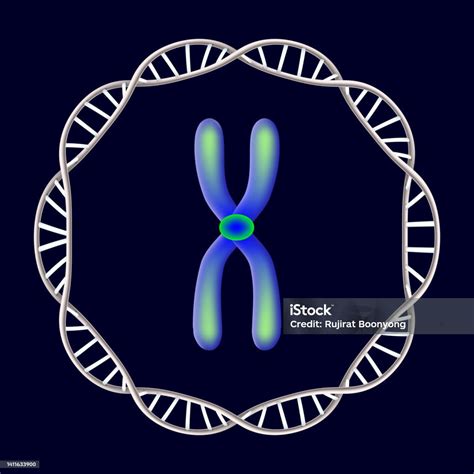 염색체와 Dna 게놈 서열 이중 나선 분자 매듭에 대한 스톡 벡터 아트 및 기타 이미지 매듭 세포핵 Dna Istock