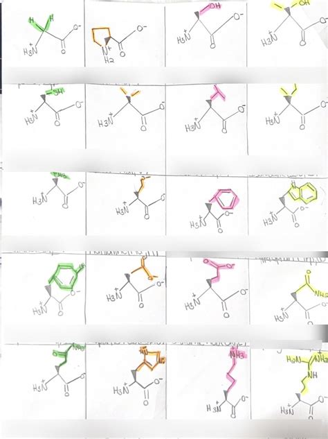 Amino Acid Diagram Quizlet Amino Acid Diagram Quizlet