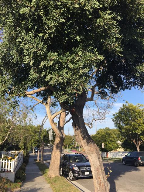 Need Plant Id So Cal Tree With Green Bean Pod Like Seed Pods