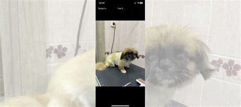 Пекинес купить в Тюмени Животные и зоотовары Авито