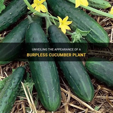 What A Burpless Cucumber Plant Looks Like Leaves Vines And Fruit