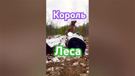 Амстафф решил что он король 🐶👑🌲 амстафф собака корольлев Youtube