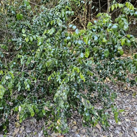 Native Murraya Agnes Conservation Community