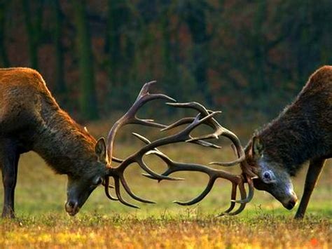 Марал животное. Описание, образ жизни, панты марала