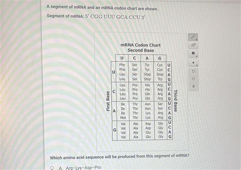 Solved A Segment Of Mrna And An Mrna Codon Chart Are Shown Segment Of Mrna 5 Cgg Uuu Gca Ccu
