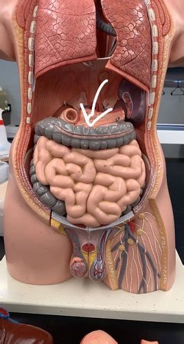 Unit 2 Lab Flashcards Quizlet