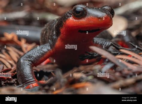 Cute Fire Belly Newt