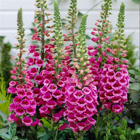 Digitalis Dalmatian Prix Digitalis Purpurea Kotm