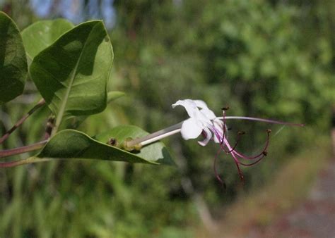 North Queensland Plants Lamiaceae