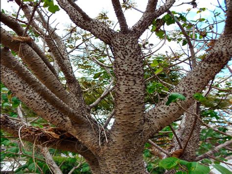 El Jabillo O Javillo Hura Crepitans Mundoforestal