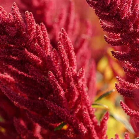 Amaranth Planting And Harvest