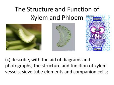 Transport In Plants 2 Xylem And Phloem Structure Pptx