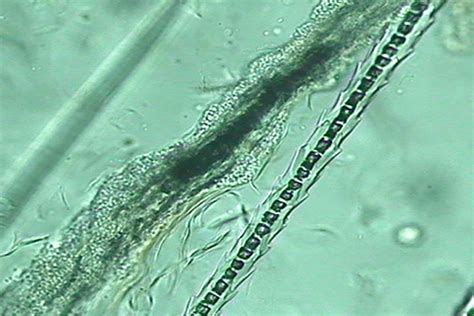 皮膚科の実際の症例 シラナガ動物病院