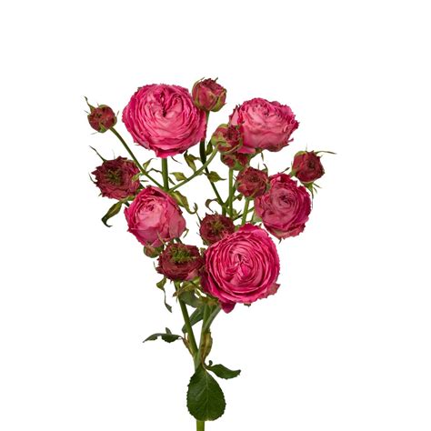 Buzzy Magenta Products Dümmen Orange