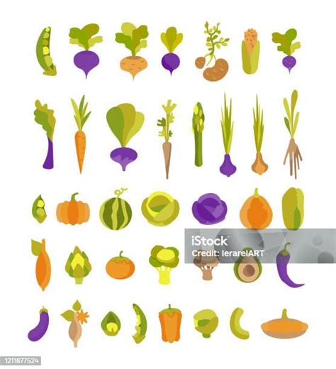 다채로운 야채 감자 아보카도 아티 초크 고구마 와 다른 벡터 컬렉션입니다 채식주의 자 정원사 레스토랑 그린 그로커 인쇄를위한 37 일러스트 세트 식용대황 루바브에 대한 스톡