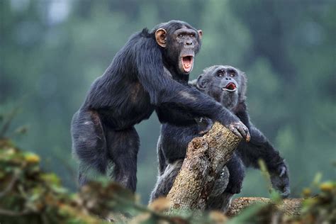 Oxytocin Surge Before A Fight Helps Chimps Bond With Their Group New Scientist