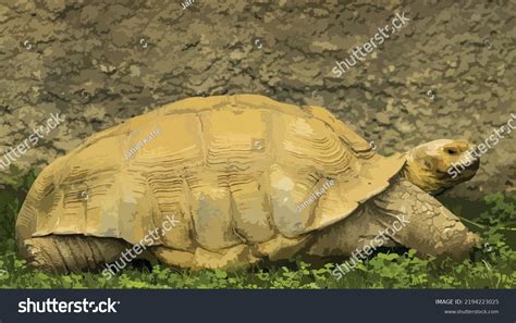 Vector Illustration Large Turtle Grass Enclosure Stock Vector Royalty