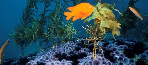 Synthesizing Marine Ecosystem Shifts Around The World Ocean Tipping Points