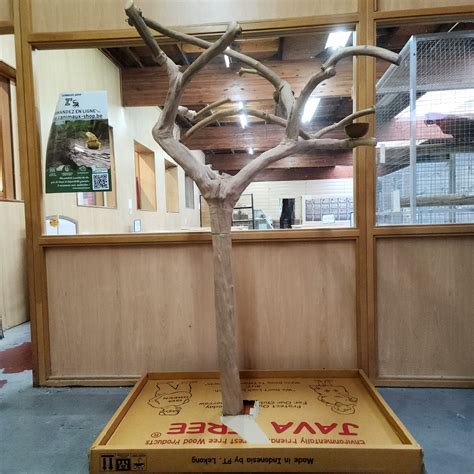 Arbre De Java Xxl Perchoir Java Pour Perroquets Zanimaux Shop