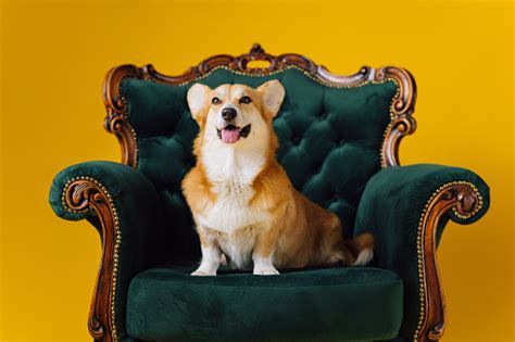 사랑스러운 귀여운 웨일스 어 Corgi Pembroke는 노란색 스튜디오 배경에 왕실 의자에 앉아 있습니다 가장 인기있는 개 품종 가축에 대한 스톡 사진 및 기타 이미지