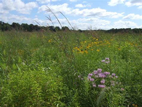 Tallgrass Prairie Native Connections
