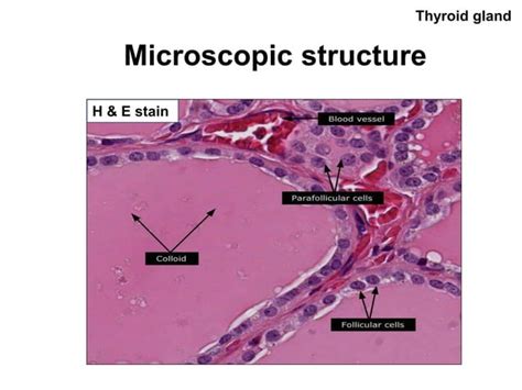 Structure Function Relationship Of The Endocrine Glands Of The Head And