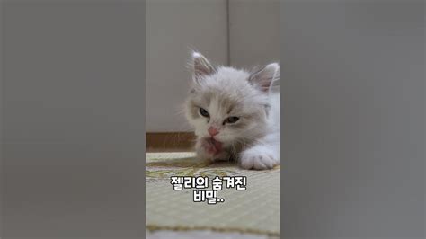 젤리를 계속 핥는 고양이 엘리 젤리의 비밀 고양이 엘리 Cute Youtube