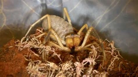 Desert Vinegaroon Spider