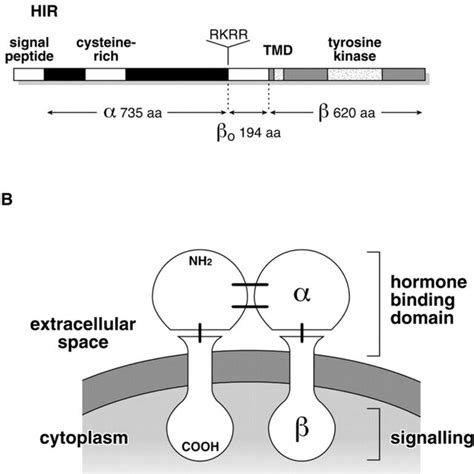 Schematic Of Insulin Receptor Structure A A Linear Representation Of Download Scientific
