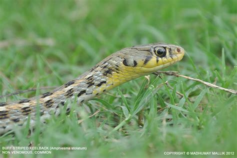 Buff Striped Keelback Snake In Natural Habitat Tiger Keelback Snake