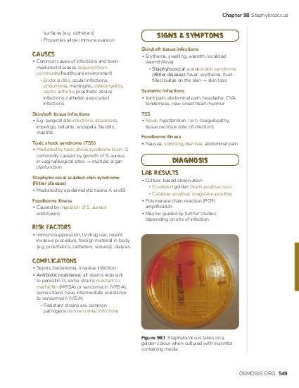 Staphylococcus Aureus Video Causes And Meaning Osmosis