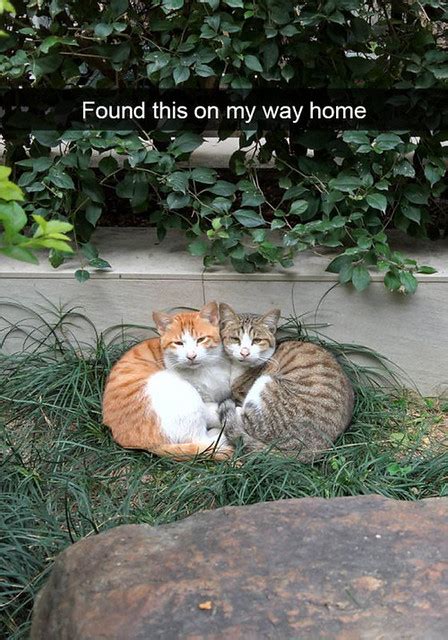 Hilarious Cat Memes That Will Make You Go Lol Cats Are Sup Flickr
