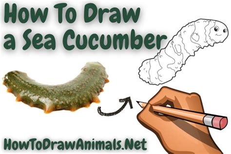 How To Draw A Salamander Easy Drawing Tutorial